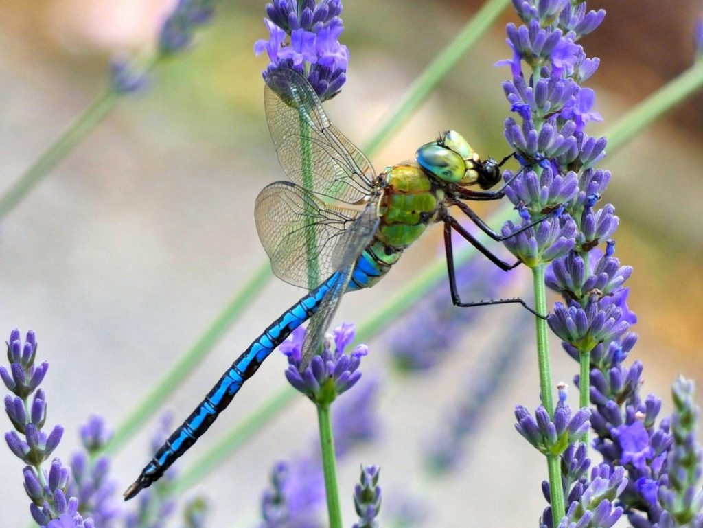 Resources – Dragonflies and Lavender